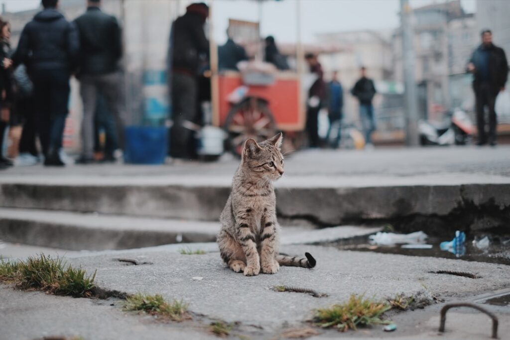 Can Cats Have ADHD? Exploring Feline Hyperactivity - Adult ADHD Testing